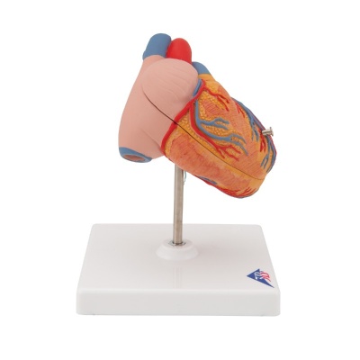 Heart & Circulatory Models | Health and Care
